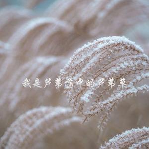 芦苇草server 