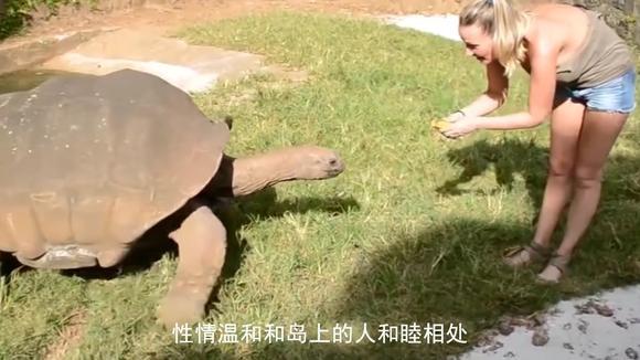 世界上最大的乌龟 到底有多大?