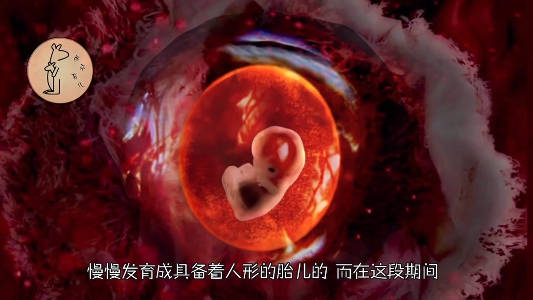 怀孕初期，受精卵是怎么发育成“胎儿”的？原来小家伙这么努力