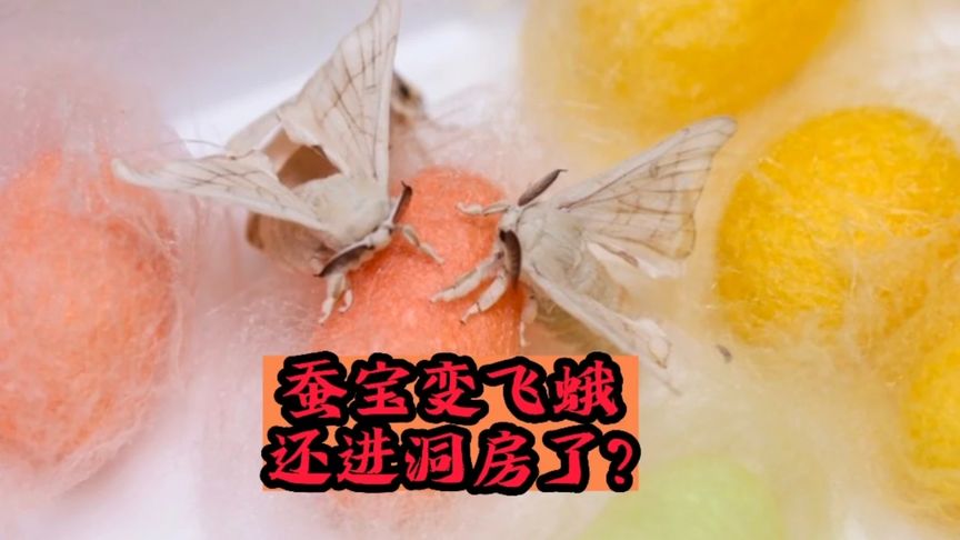 蚕宝宝破茧而出变飞蛾,它们是怎样洞房的,好奇宝宝看过来