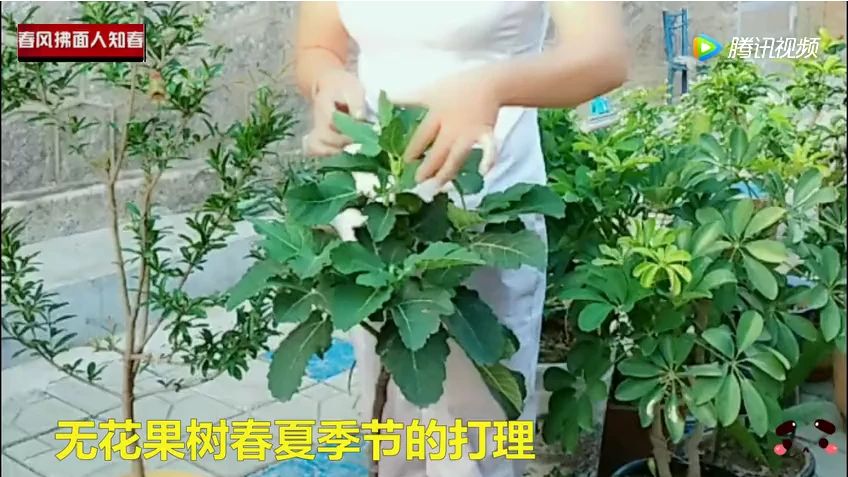 无花果树春夏季节打理,稍打顶繁密枝条摘去,促进果实发育果实甘