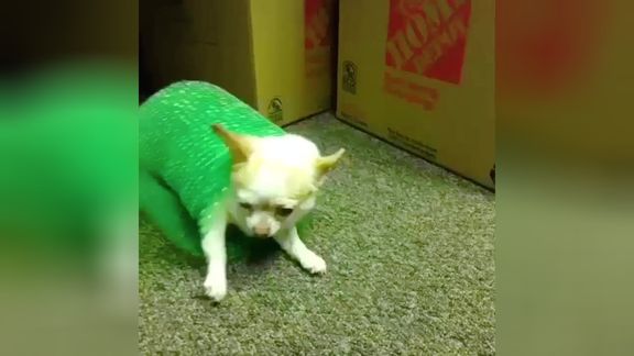 小动物的表演天赋,笑的合不上嘴,最后一个真可爱