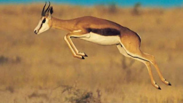 动物们参加运动会,袋鼠羚羊都不算什么,它 我服了!