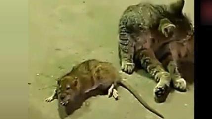 半夜实拍猫咪抓到一只老鼠,猫玩老鼠全过程