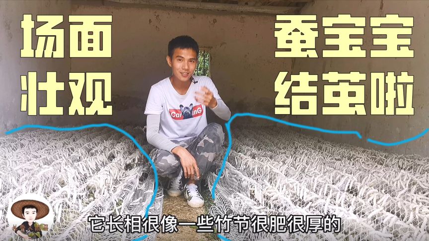 蚕宝宝“上山”了,4K高清近距离看它吐丝,估计你没看过