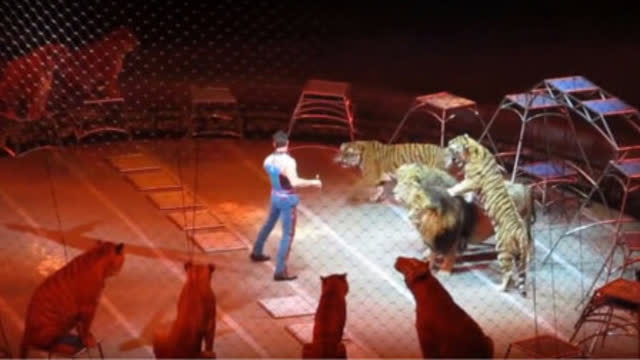 马戏团表演出状况,老虎狮子兽性爆发,镜头拍下惊险全过程