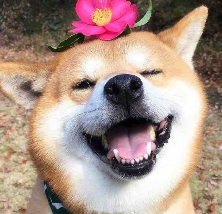 爱吃醋的酱油瓶 