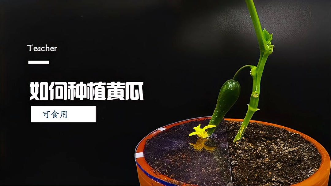 60天种植黄瓜从种子长到果实