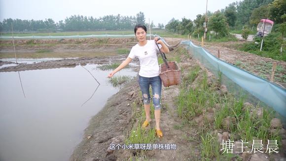 塘主晨晨又给虾塘出什么新招 打破传统养殖经验 大胆尝试新方法
