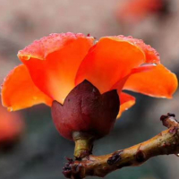 冯老师教学课件 