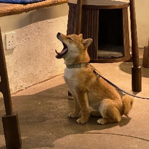 想养比熊的小森林Qiqi 