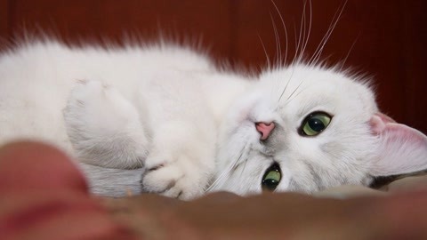 揭秘!为什么猫咪看到主人后会把肚皮翻过来