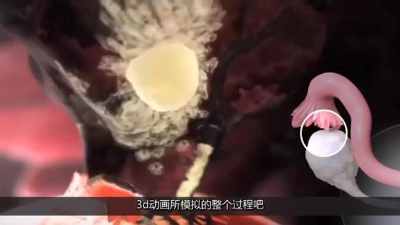 试管婴儿是怎么做出来的?3D动画模拟看的太真实了!