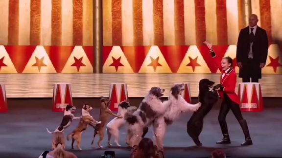 2020达人秀上宠物狗跳舞团精彩表演,相当可爱,全场欢呼