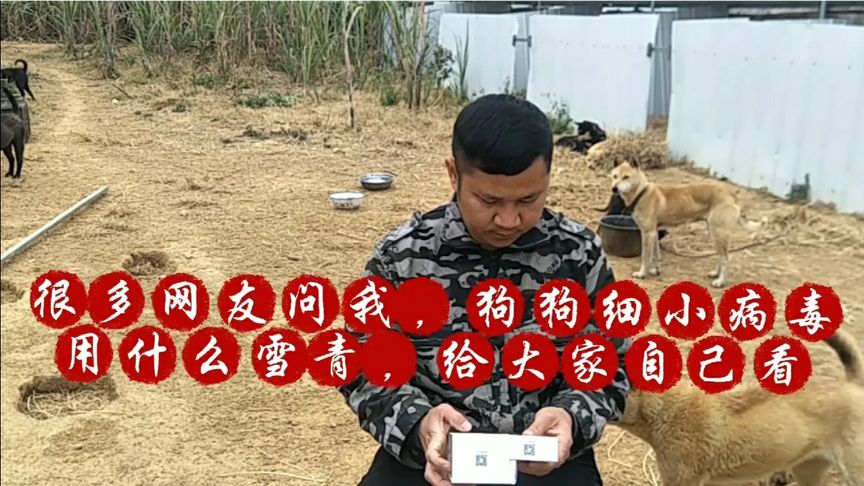 网友和我说。他养了一百多只小狗被细小病毒团灭了。