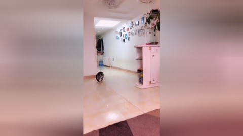 在一起时间长了一个手势可乐就知道是干嘛。此视频亮点是毛豆。#...