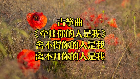 古筝曲《牵挂你的人是我》舍不得你的人是我,离不开你的人是我
