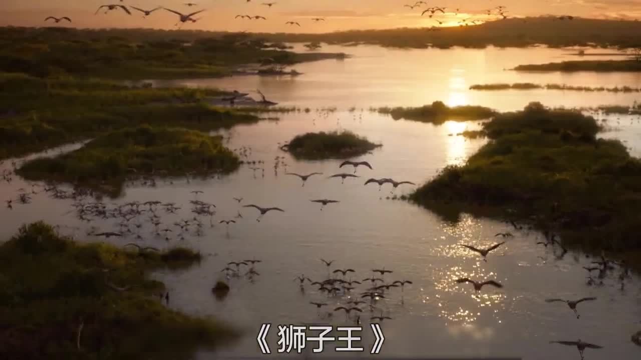 奇幻片小狮子为了给父亲报仇,长大后成为了狮子王!