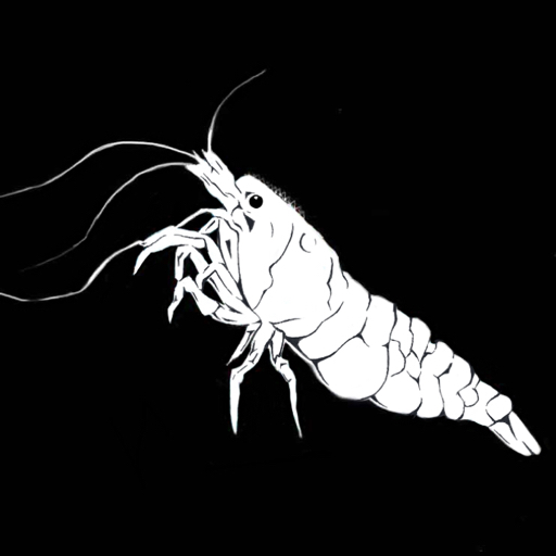 藻虾AmanoShrimp 