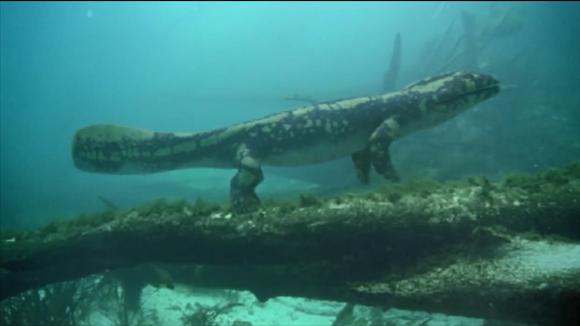 猛兽同行:远古鱼类进化出四肢,成了人类最早的先祖,两栖类动物