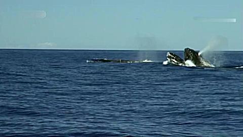 太平洋里的鲸鱼生活