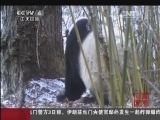 [中国新闻]四川九寨沟拍到野生大熊猫“亲子游”