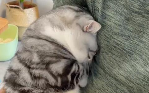 这是不是你们见过最会撒娇的小猫咪