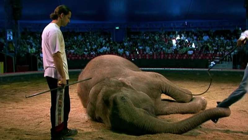 小伙弗兰克和大象的表演，大象的杂技表演，可爱到萌