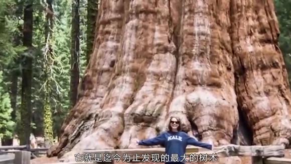 世界上最大的树,重量达2800吨,刚种下的时候我国还是商朝