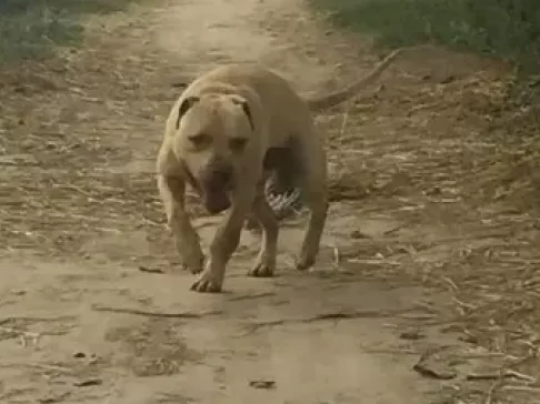 斗狗打架, 怒怼的比特犬, 像疯子般凶狠