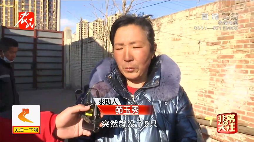 丧心病狂!9条流浪狗遭人毒杀,集体口吐白沫离奇死亡