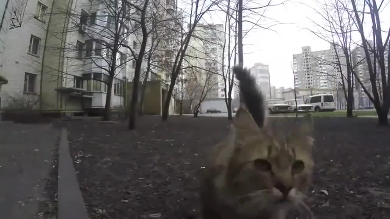 现在连波斯猫都出来做流浪猫了 还给不给人家小野猫活路了