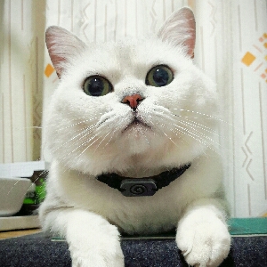 飞鱼雅娅 