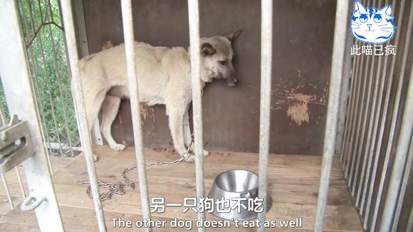 咬死30多只流浪猫的流浪狗们,被捕获后,它们会因此被打死吗?#2