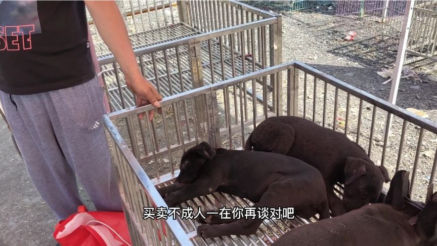 墨界黑狼犬,800米一条给 老铁们@DOU+小助手