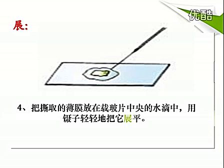 小学科学六年级微课《用显微镜观察微观世界》书香小学【廖燕红】(...