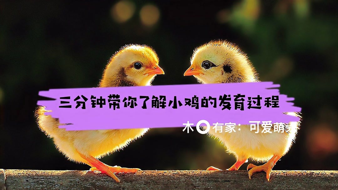 三分钟带你了解受精蛋发育过程,新生命的诞生,太神奇了!