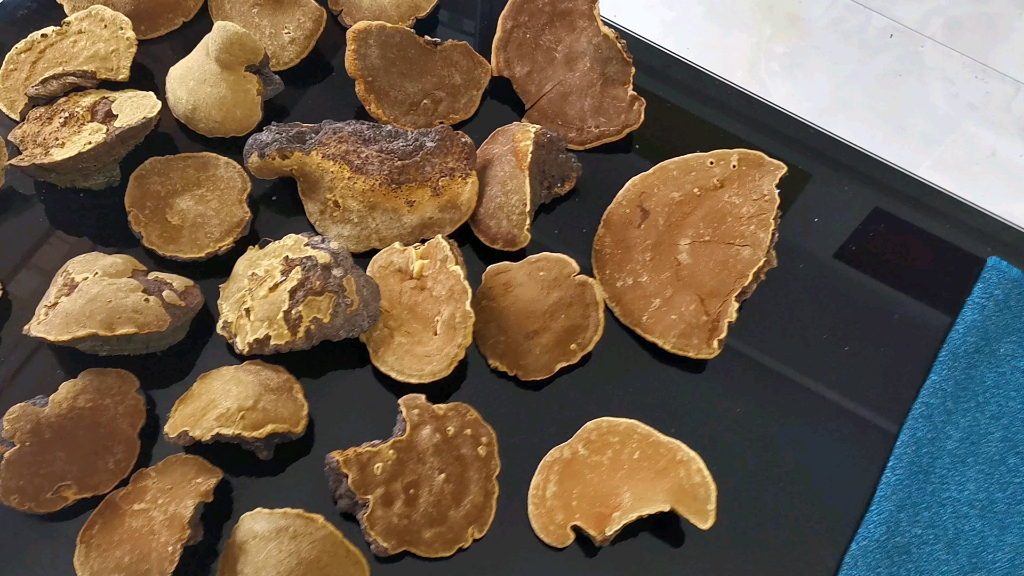 桑树桑黄,桑黄功效