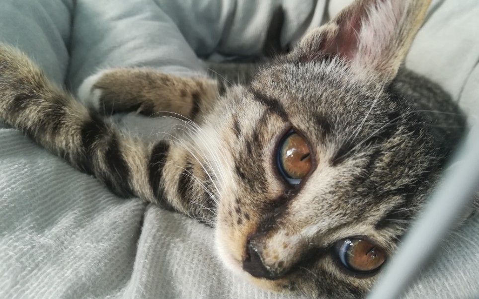 【狸花猫】会撒娇要人陪他玩的小可爱,用树叶都能玩得很开心!