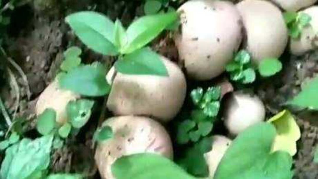 灵芝王手把手教您:竹荪菌母种分离培育技术,一看就会,先收藏了!