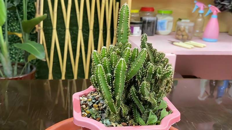 万重山养不好?到这2点“不要”,生长旺盛如水仙