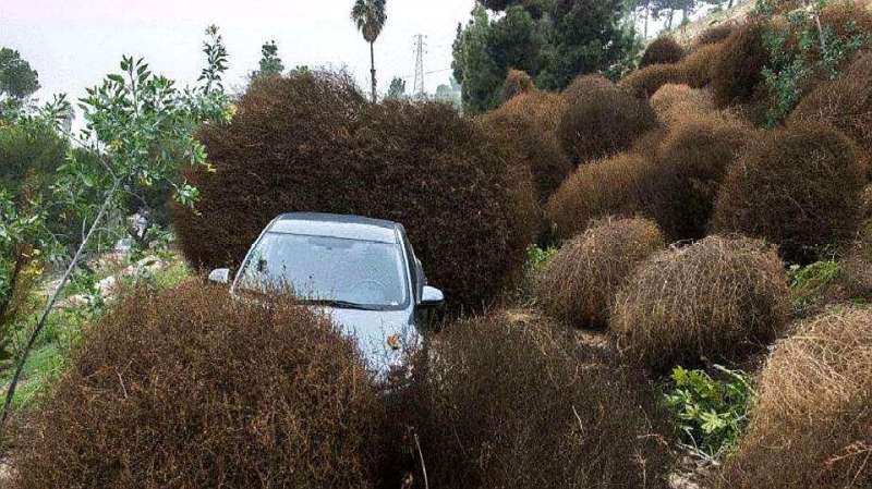 会自己滚动的“杀手”,能毒死牛羊,还能撞翻汽车