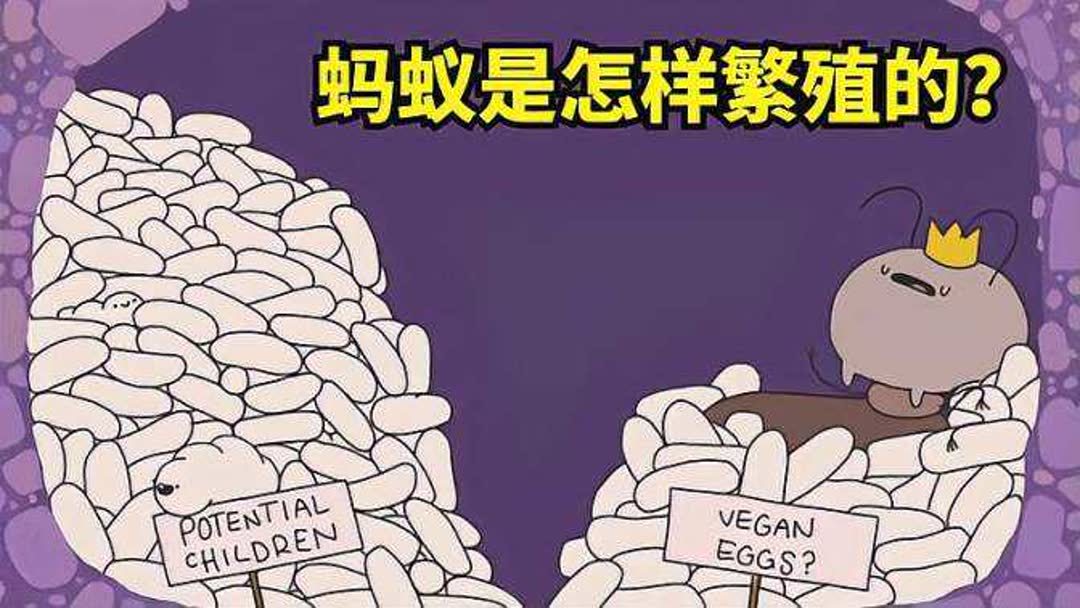 蚂蚁的一生有多简单?通过繁殖获得大量的劳动力,衣食无忧