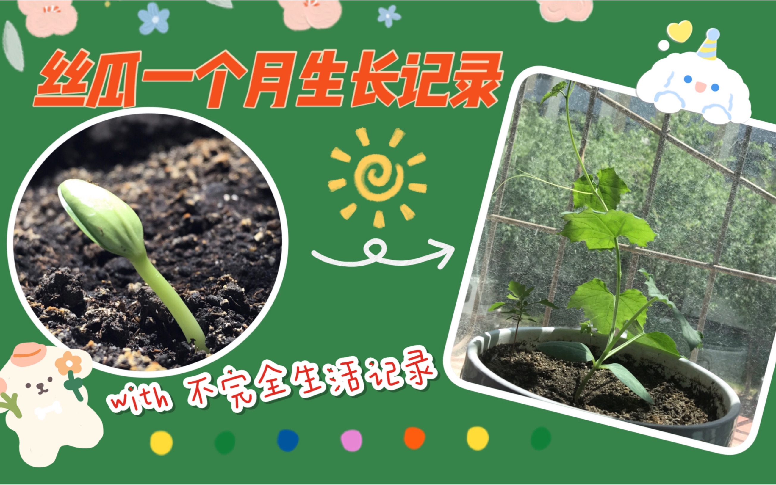 【阿鱼】一个月丝瓜生长记录&猫咖玩乐time/听歌向/无滤镜/春夏室内...