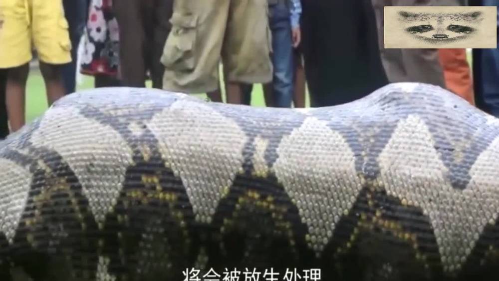 6米长的蟒蛇躺在草坪,肚子鼓涨众人怀疑吃了孩子,蒙了