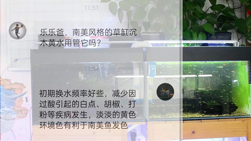 活性炭多长时间替换,鹦鹉鱼尾巴拉丝细菌感染,白胖胖被鱼友接走