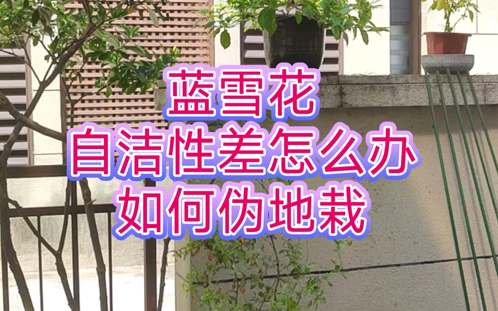 ...有缺点,自洁性差怎么办?如何带盆伪地栽?控根器的优点和底盘的样子