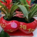 雄引散阿蓝 