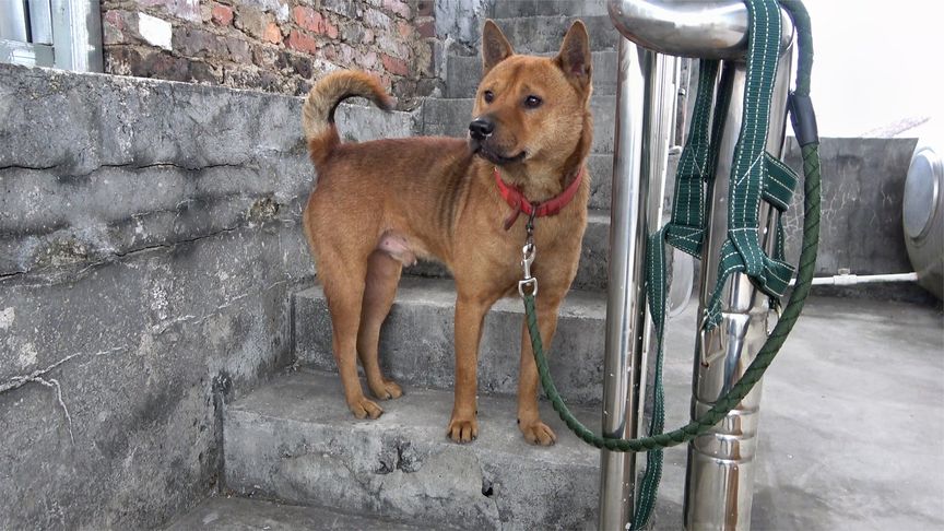 狗病的疫防与治疗,养狗人士必备,经验不怕多最怕无人说