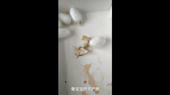 蚕宝宝终于产卵了